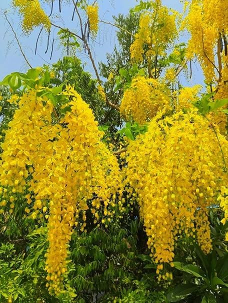 WooFLoo Golden Shower Tree (Cassia fistula) - Bahava, Amaltas - Live ...