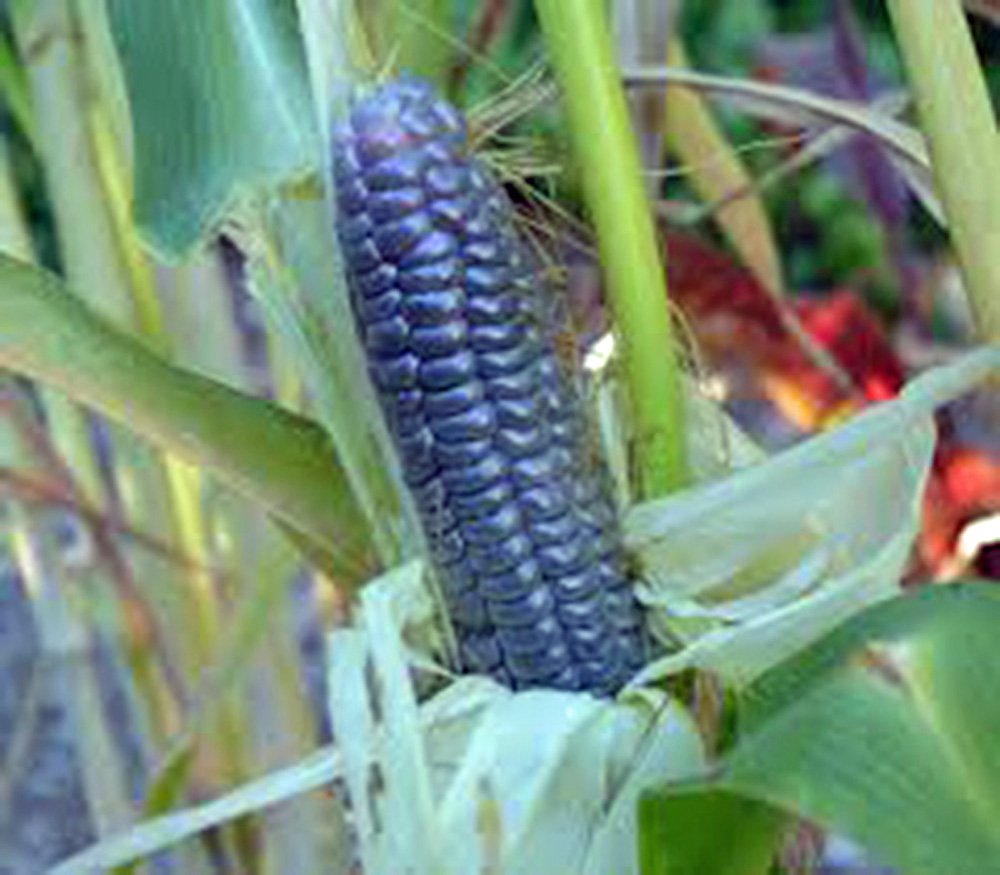 Hopi Blue Corn
