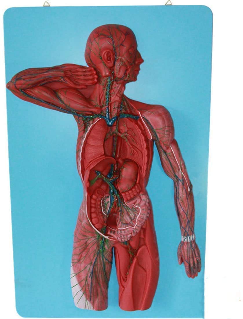 Buy Educational Model Of The Human Torso Model Of The Body Scientific ...
