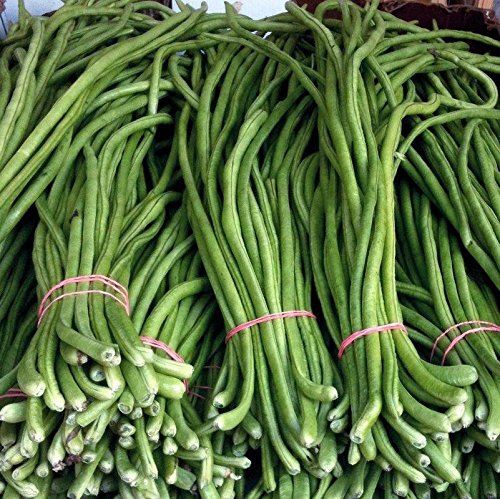 Arlo Vegetable Seeds - COWPEA - Hybrid Long Beans/Barbatti - Pack of 40 ...