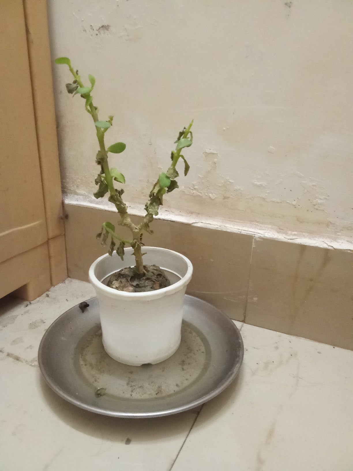 Original crasulla ovata kuberaksha vastu plant, jade plant | 25 cm high ...
