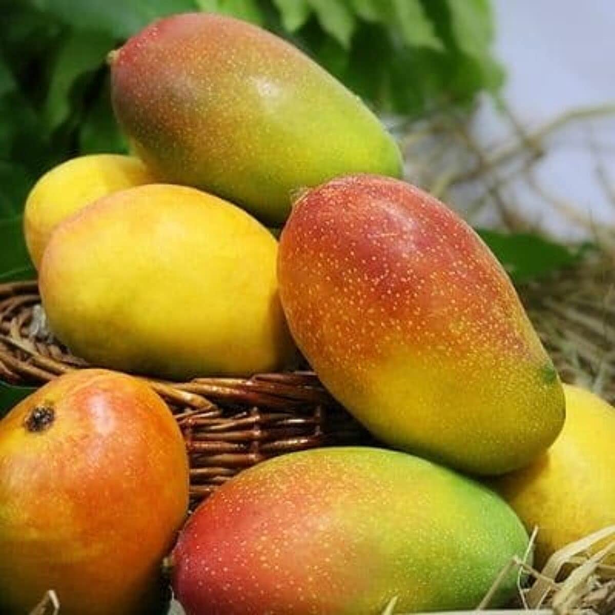 Royal Paradise Garden Rare Exotic Suvarnarekha Mango Fruit 1 Healthy ...