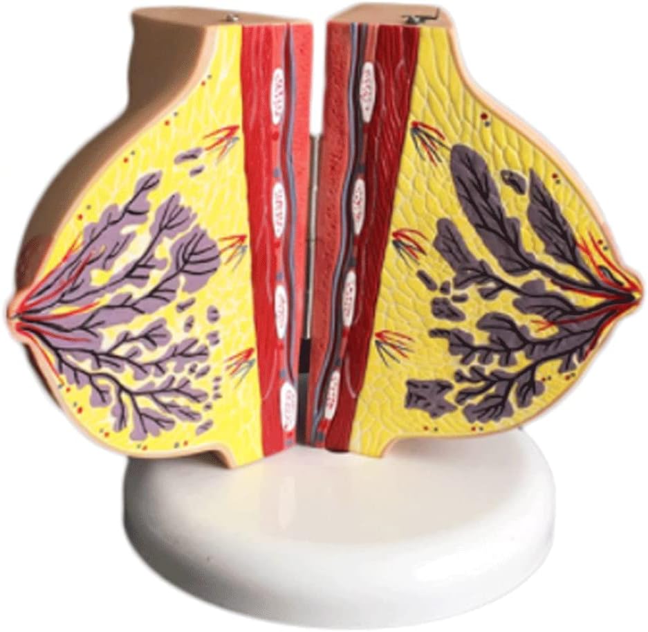 Funktionelles Lehrmodell Brust Anatomie Modell Anatomie Brustmodell ...