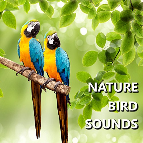 Amazon MusicでBird SoundsのNature Bird Soundsを再生する