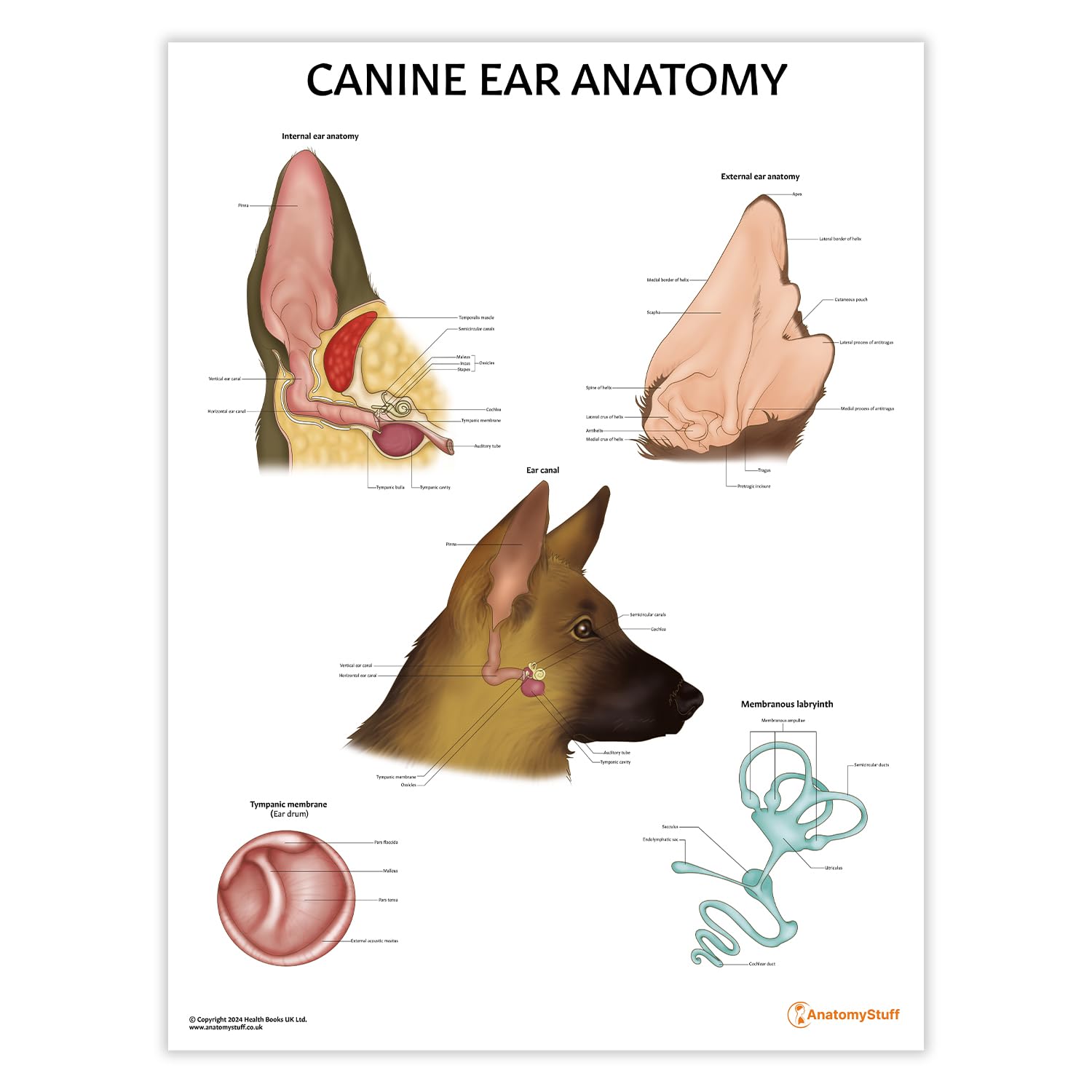 External Dog Anatomy Dog Anatomy Poster 24" X 36" – Body Of Elements