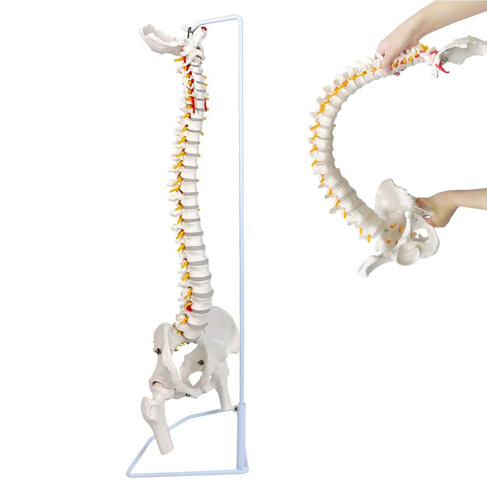 Buy 85Cm 1:1 Size Vertebral Column Model Human Spine Model with Spinal ...