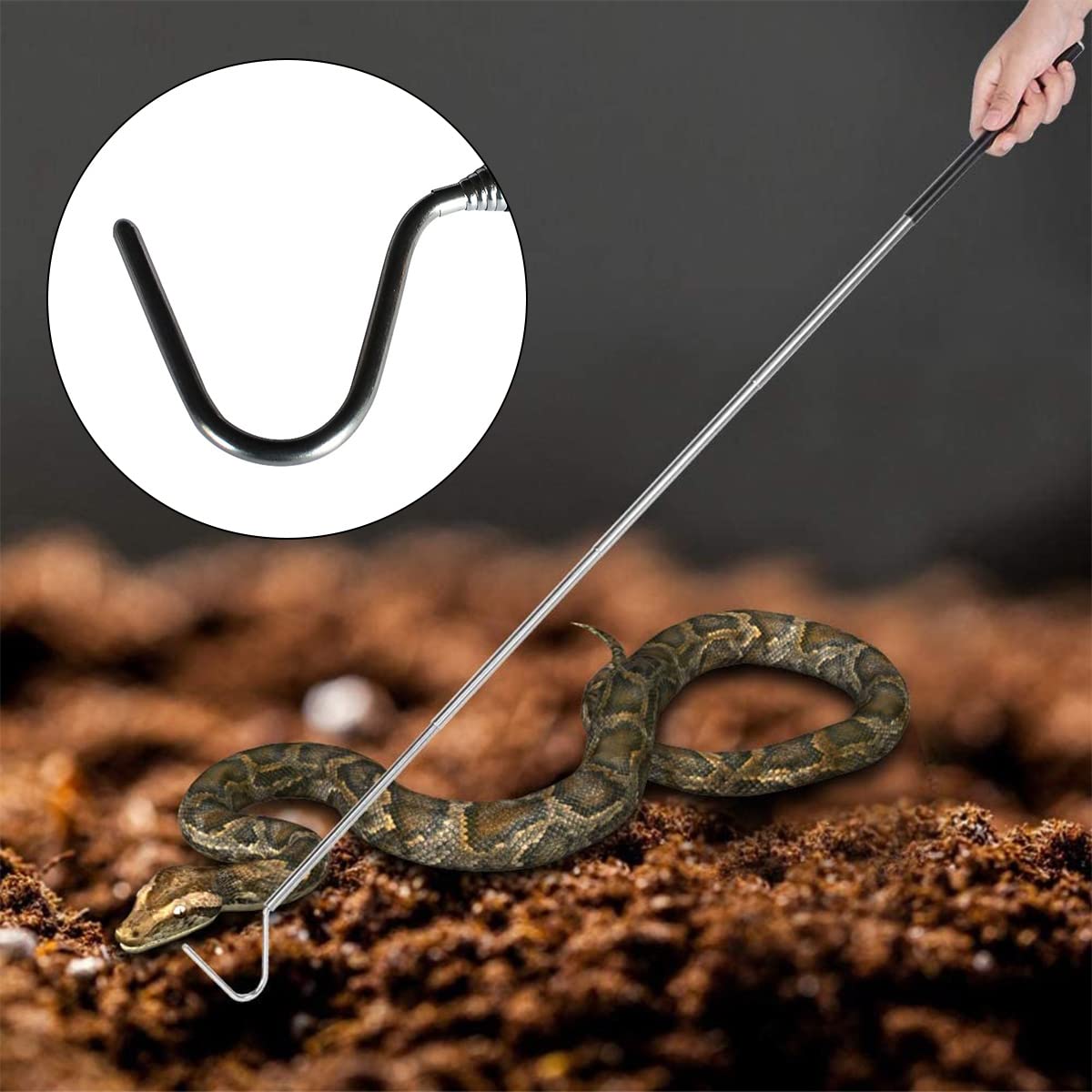 Smallest Pet Snake 10 Small Pet Snakes That Stay Small Forever (With