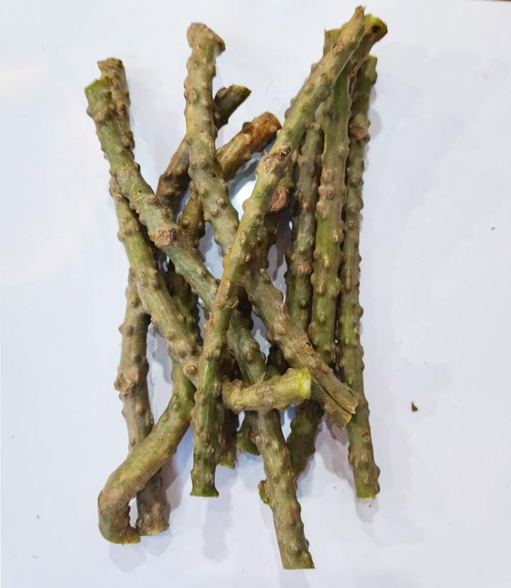 Fresh Neem Giloy Stem (7 inch) / Neem Giloy Stick (Pack of 10) - Helps ...