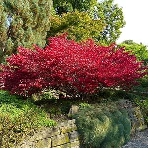 Amazon.com : Brighter Blooms - Dwarf Burning Bush, 3 Gallon - No ...