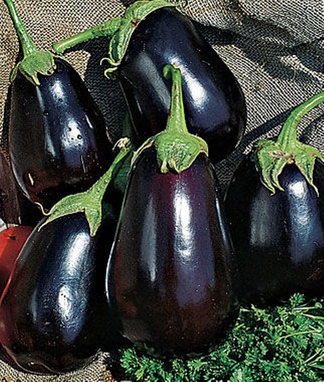Black Brinjal -Baigan ke beej Vegetable Seed-Pack of 50 Seeds : Amazon ...