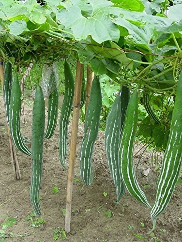Arlo Vegetable seeds SNAKE GOURD SERPENT GOURD CHICHINGA PADWAL 20 ...
