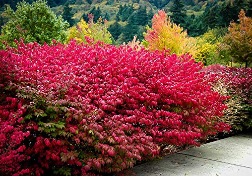 Buy Burning Bush for ing 50 Red Burning Bush Shrub Seed (Euonymus ...