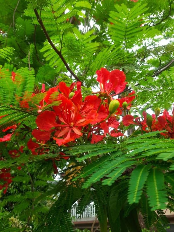 BSKING Krishnachura tree plant Pack of 1 : Amazon.in: Garden & Outdoors