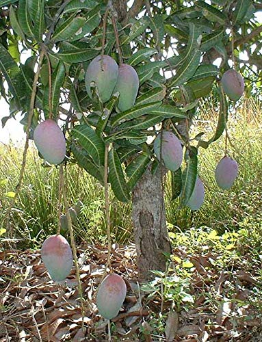 Mango Badami, Aam Badami Grafted Fruit Tree Live Plant : Amazon.in ...
