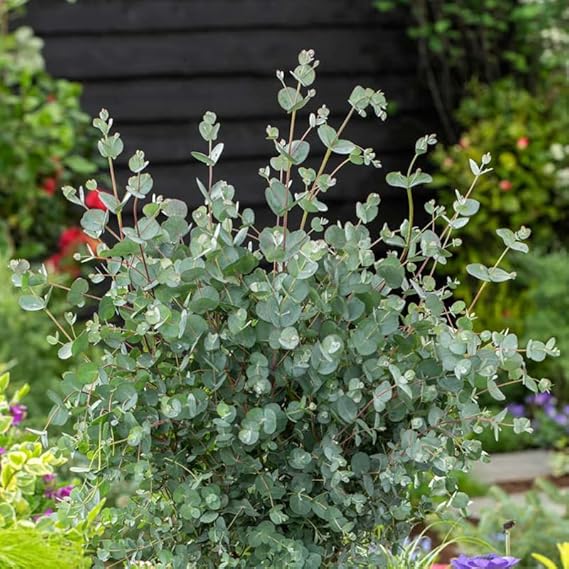 Amazon.com : Silver Dollar Eucalyptus Plant Live Starter Plant, Well ...