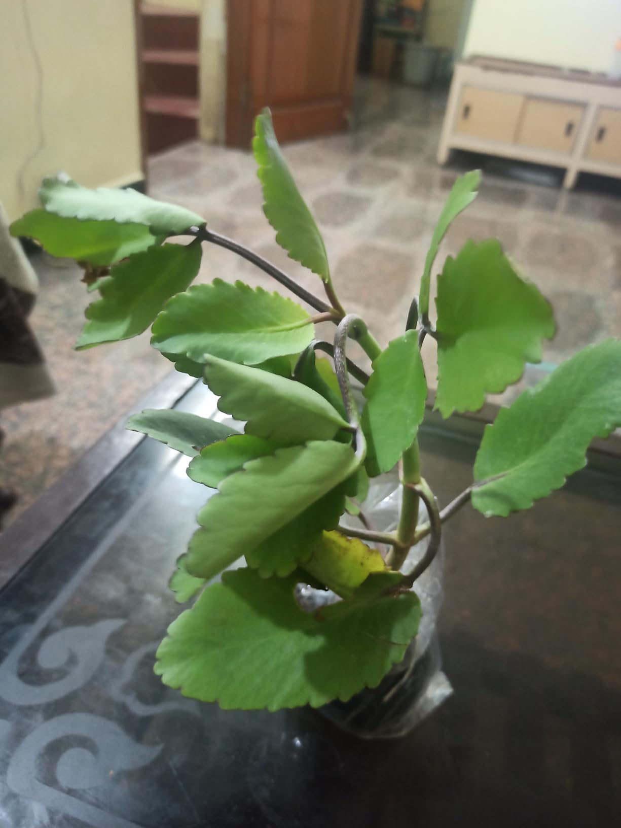 Panfuti/Bryophyllum Pinnatum/Miracle Leaf Plant/Ranakalli/Patharchatta ...