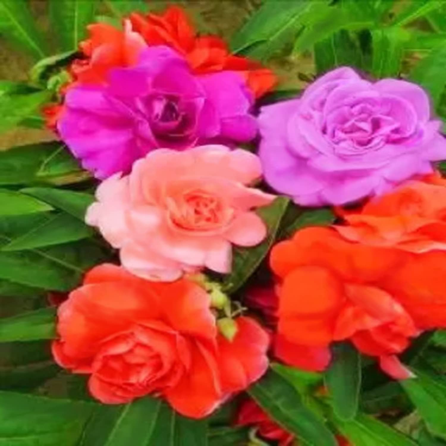 Seeds of Rose Balsam Flower Double Petal Mixed Color (Gul Mehndi ...