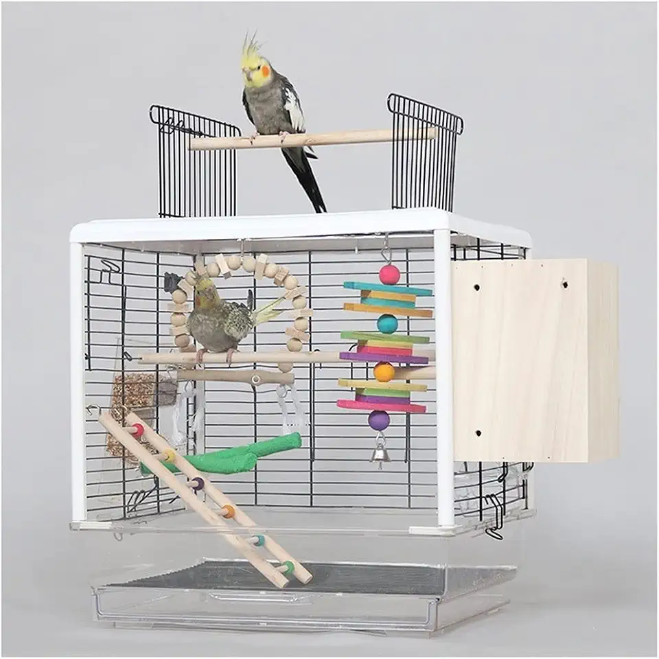 Understanding The Vision Of Parrots: How Do They See? | PetShun