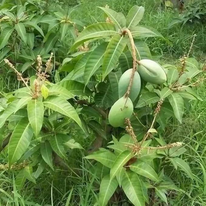 Thai All time Baramasi Variety Grafted Aam Fruit Live Plants & Tree(1.5 ...