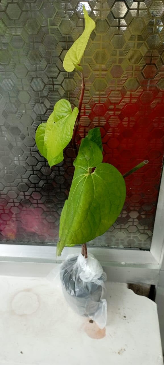 Green view "Big leaf Paan/Pinang/Betel Leaf"Hybrid - 1 Healthy Live ...