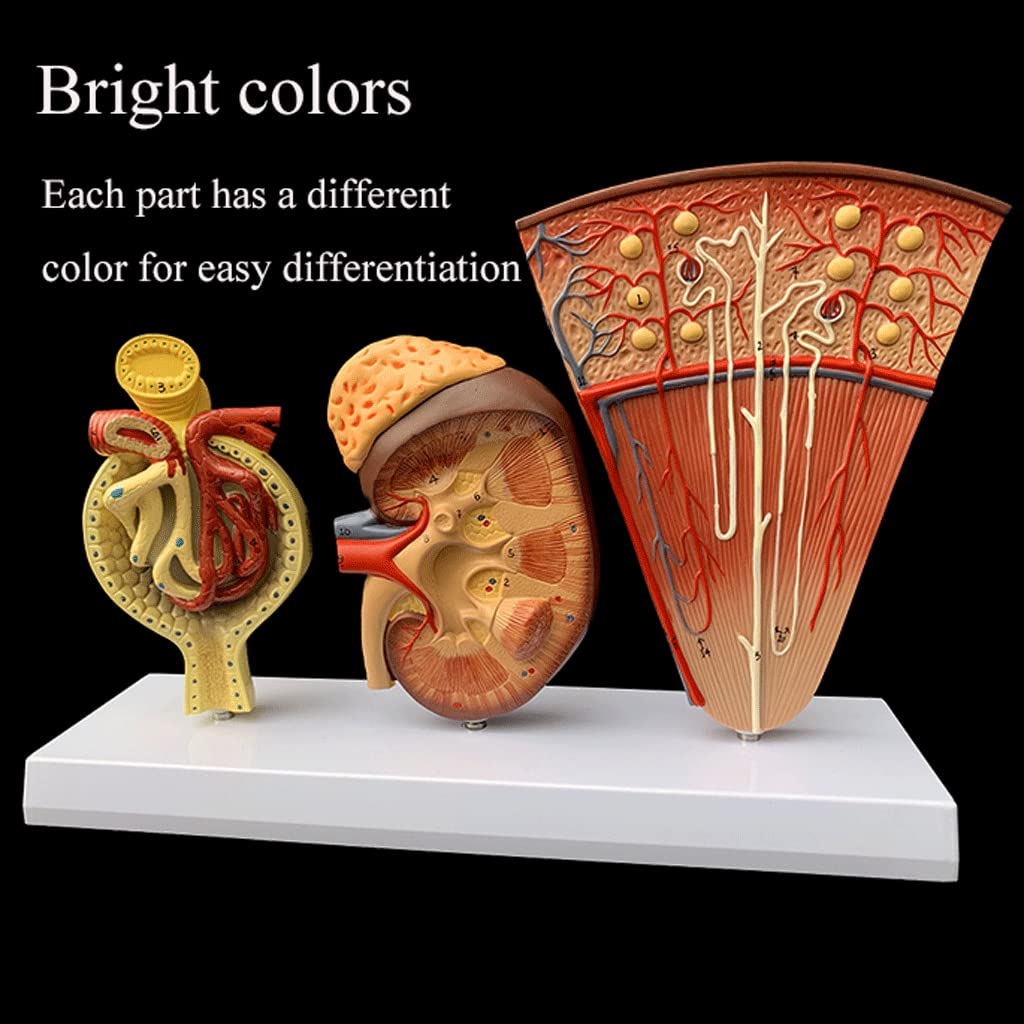 Nephron Anatomy Model Anatomy: Nephron