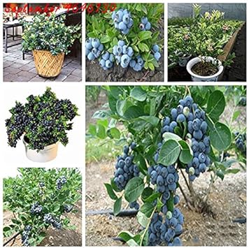 100pcs Seed Blueberry Edible Organic Heirloom Fruit Dwarf Seed Seed ...