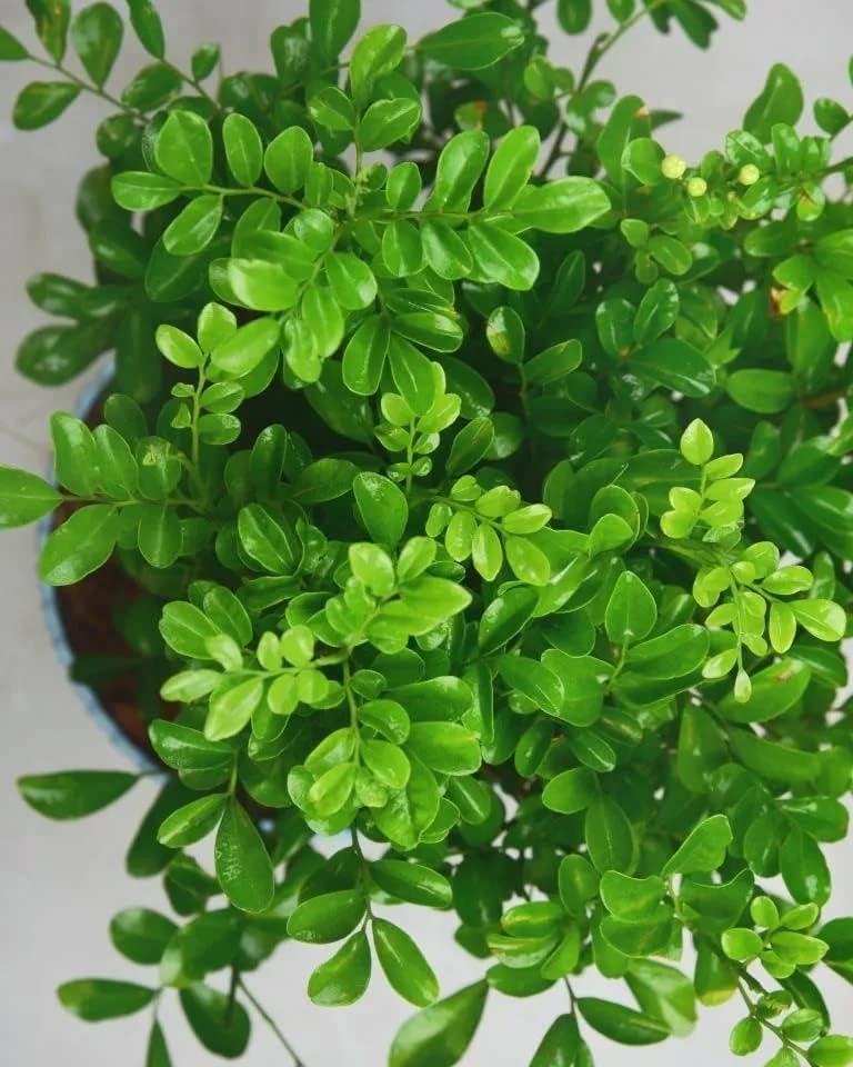 Garden Art New Imported Dwarf Murraya Paniculata live Plant for table ...