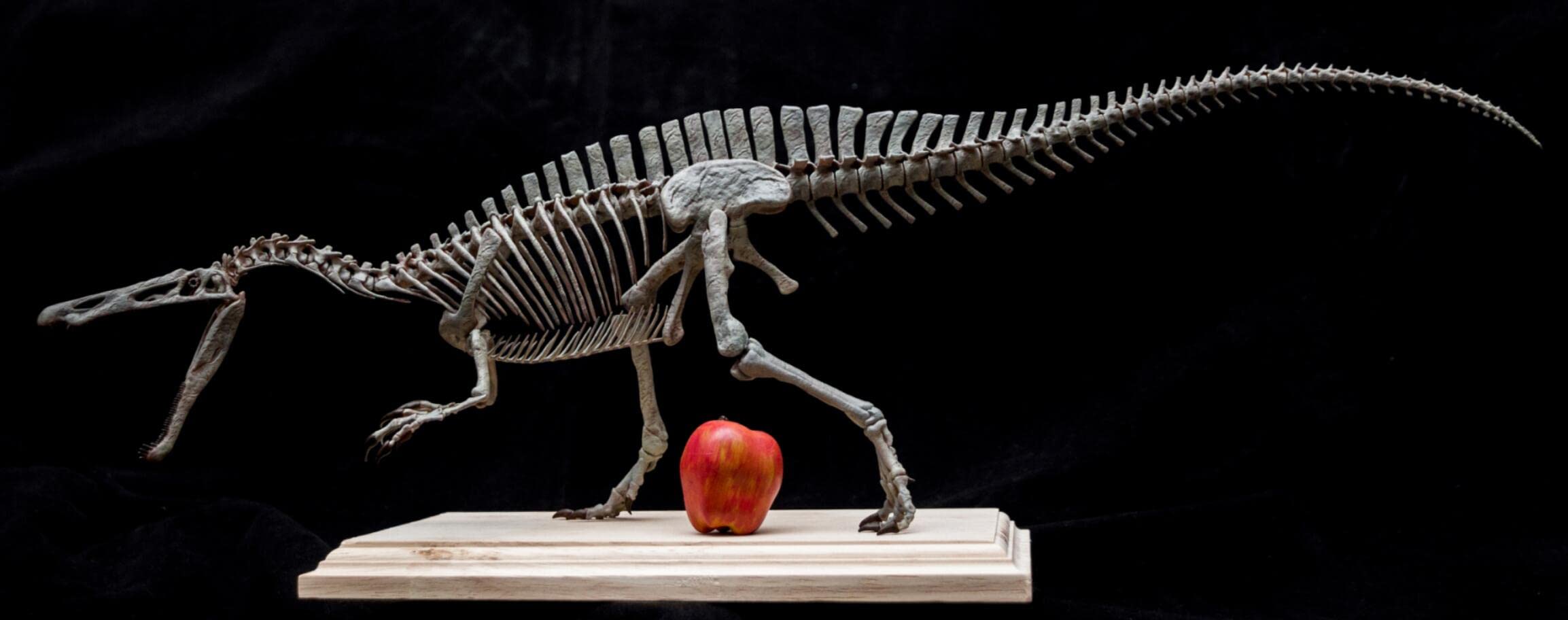 Suchomimus Skeleton