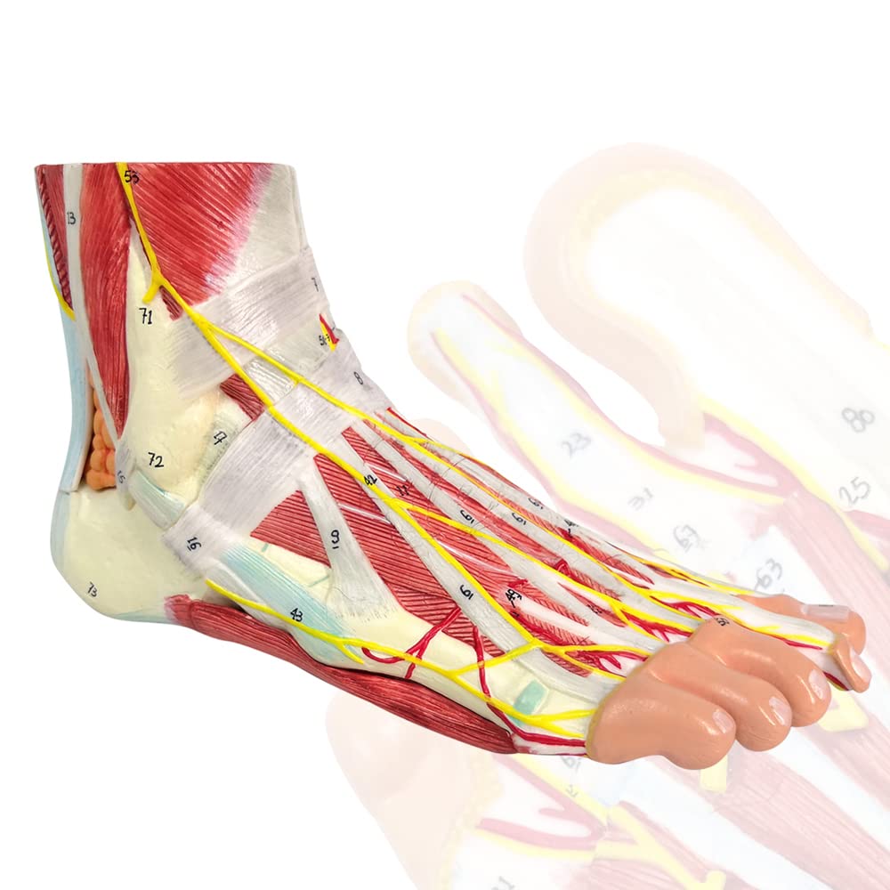 Buy Evotech Numbered Foot Anatomical Skeleton Model W/Bones Muscles ...