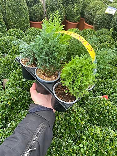 6 x Mixed Conifer Shrubs : Amazon.co.uk: Garden
