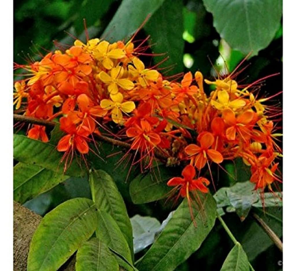 Creative Farmer Live Sita Ashoka Sorrowless Tree Saraca Asoca Living ...