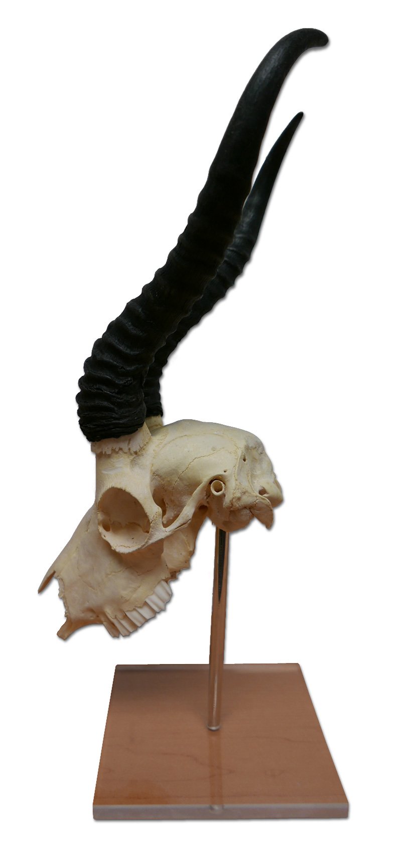 Antelope Skull Side View