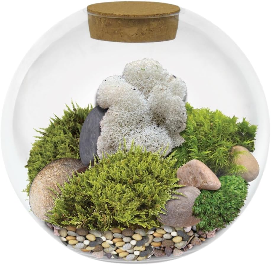 Amazon.com: Unique Gardener Grow Your Own Moss Biodome Kit | Looks ...