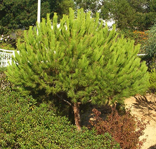 Zwerg Pinie – Die 15 besten Produkte im Vergleich - Hausbauberater Ratgeber