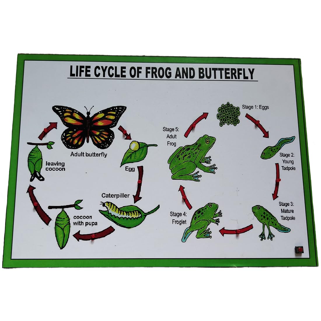 Buy LIFE CYCLE of BUTTERFLY and FROG LIGHT WORKING PROJECT - MODEL ...