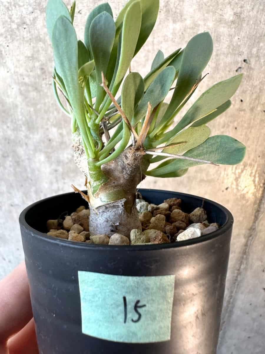 Amazon.co.jp: Otonna Euphorbioides (E15) Othonna euphorbioides (Plants ...