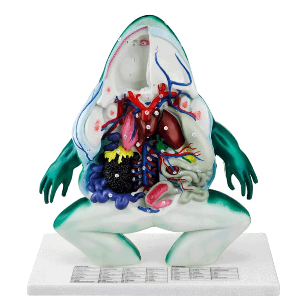 Buy PAASHE Frog Dissection Model Detachable Organs Model Frog Internal ...