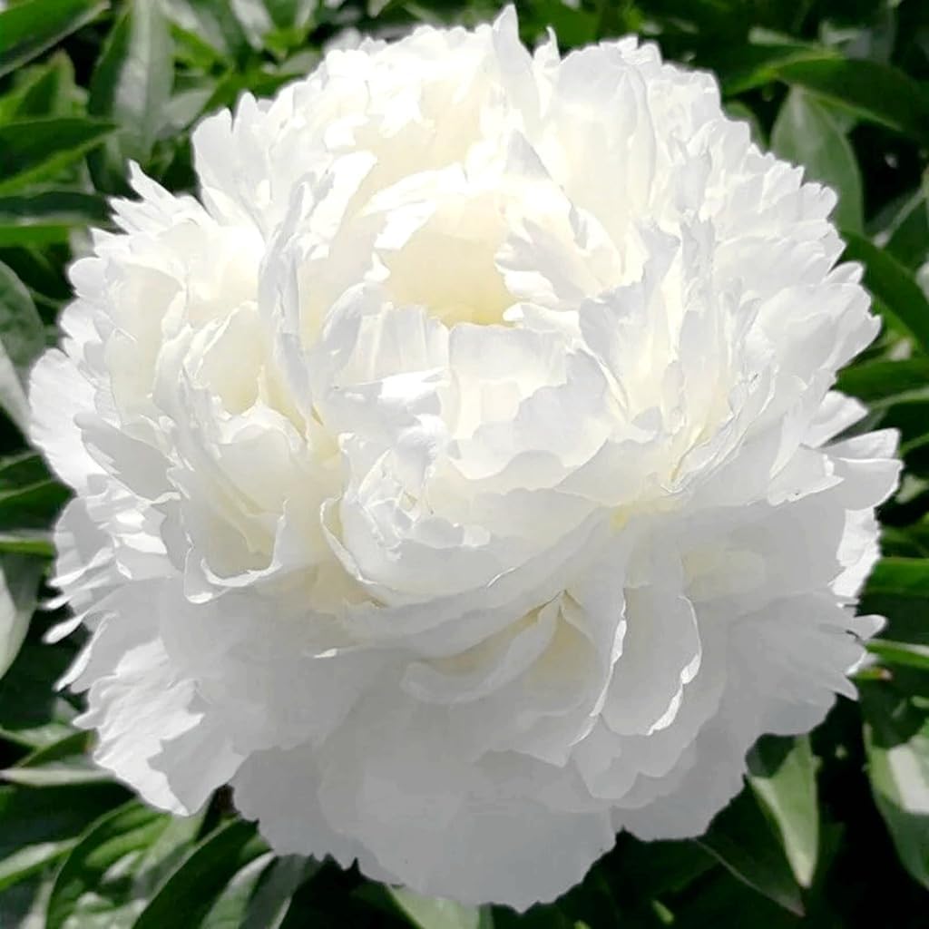 Peony Bare Root Perennial Cold-Resistant Flower Roots Garden Plants 3-5 ...
