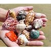 Amazon.com: YZHZOM 20pcs Large sea Shell for Decorating Seashell sea ...