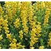 Amazon.com : Large Yellow Wild Indigo Seeds for Planting (50 Seeds ...