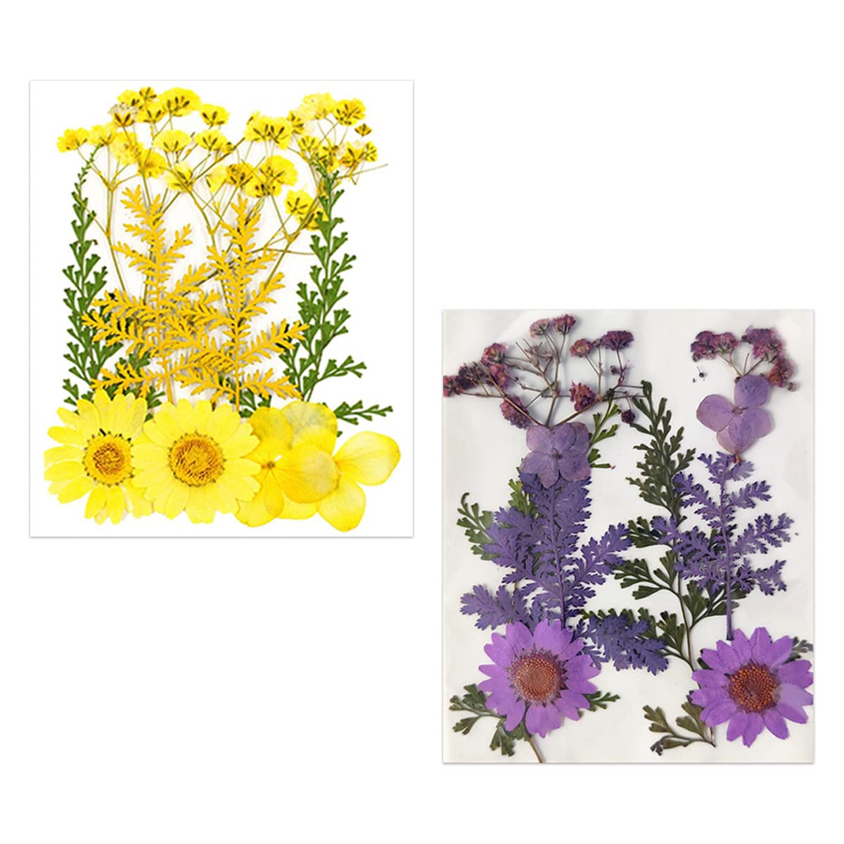 YellowCult Natural Real Dried & PRESSED Flowers Combo Sheets for Art ...
