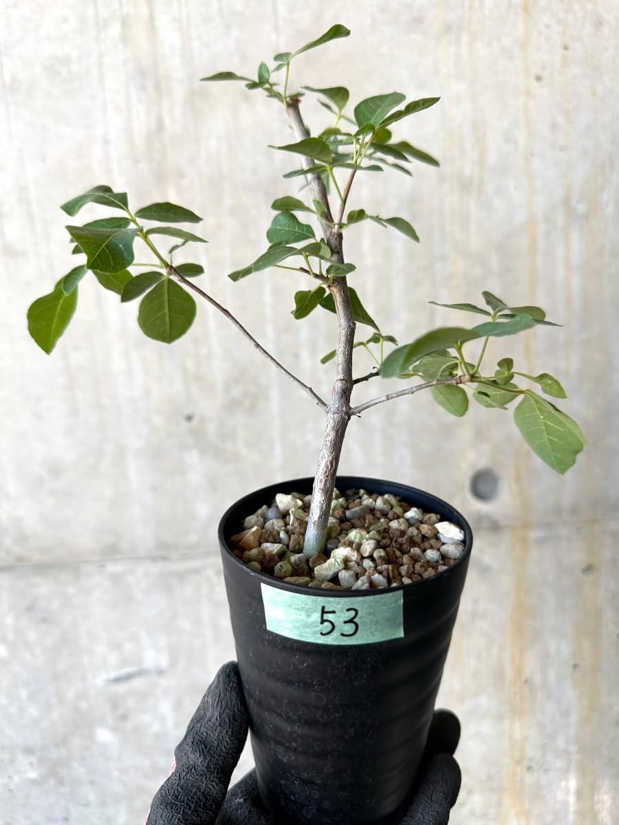 Amazon｜【現品限り】コミフォラ・エデュリス【G53】 Commiphora edulis【植物】塊根植物 夏型 コーデックス｜観葉植物 ...