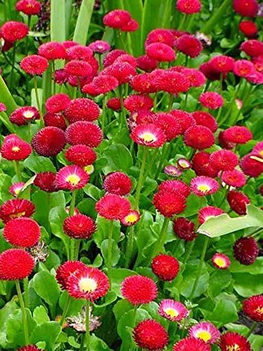 Creative Farmer Flower Seed Daisy-Pomponent Red Flower Seeds For Home ...