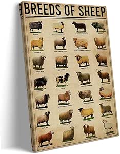 Amazon.com: Sheep Wall Art Knowledge Poster Chart Sheep Breeds Poster ...