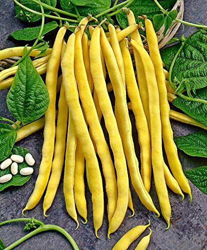 Creative Farmer Vegetable Seeds Yellow Beans Geeking Seeds - Beans ...