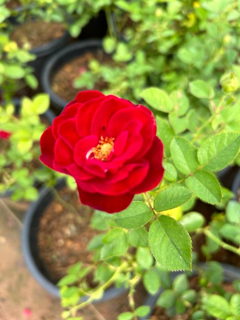 THE GREEN VIEW GARDENS Big Size Red Rose Flower Plant Grafted English ...