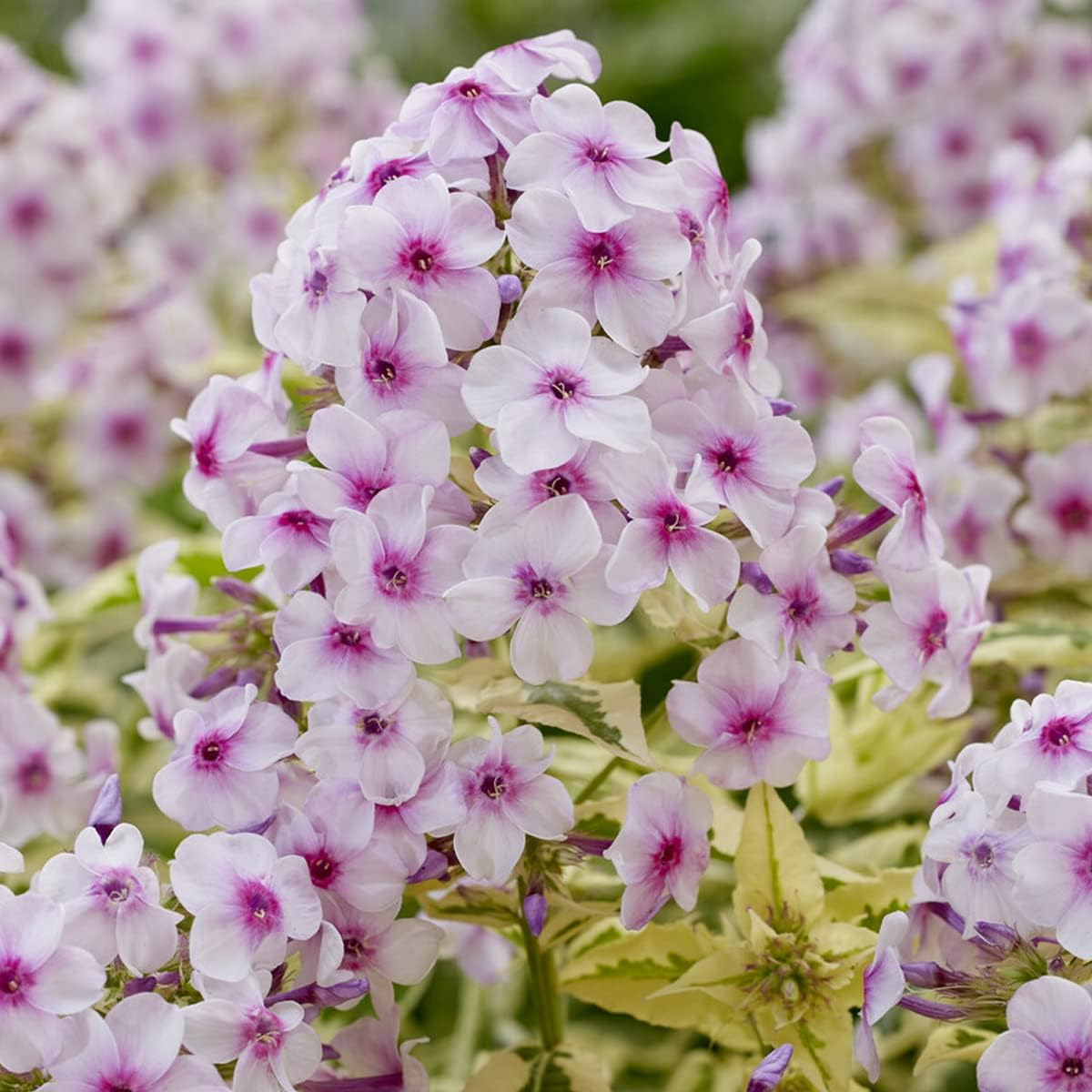 Amazon.com : Van Zyverden Tall Phlox Paniculata Cleopatra Set of 5 ...