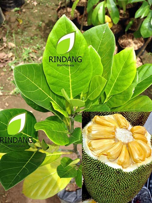 Zomoloco_Jackfruit Plant-Rare Dwarf Sweet " Dang Rasimi "Jackfruit ...