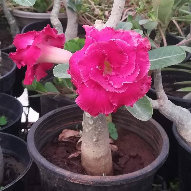 Top Rare Adenium plant grafted Pack of 1 : Amazon.in: Garden & Outdoors