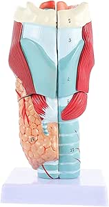 Skeleton Models Laryngeal Model,Human Larynx Model,Nose,Oral Cavity ...